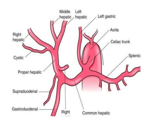 anatomy of hepatobiliary system.pptx