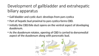 Anatomy of hepatobillary system dr avinash with cbd.pptx