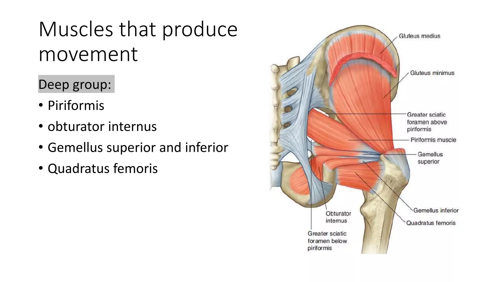 Anatomy of the Hip Joint.pptx