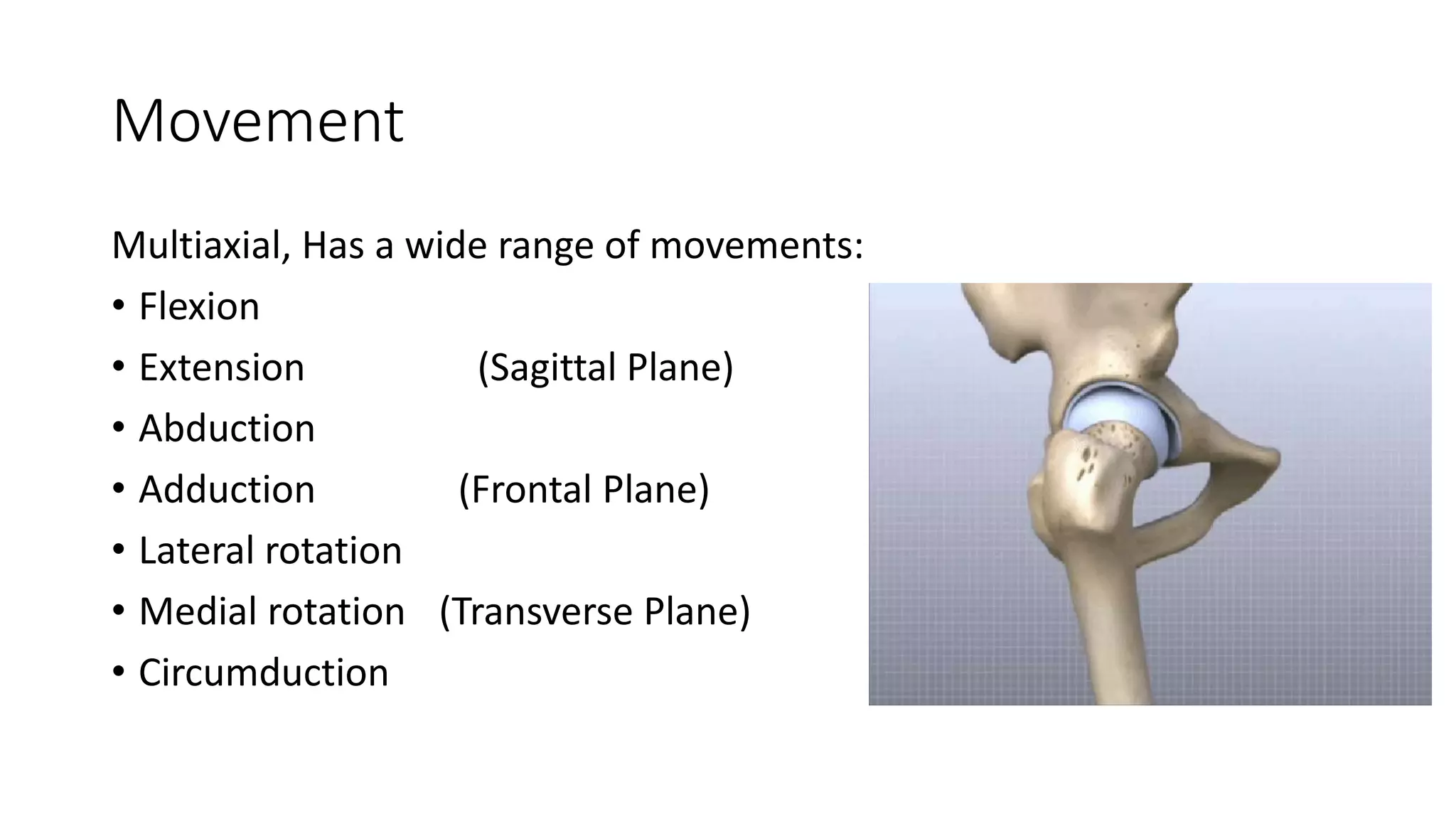Anatomy of the Hip Joint.pptx