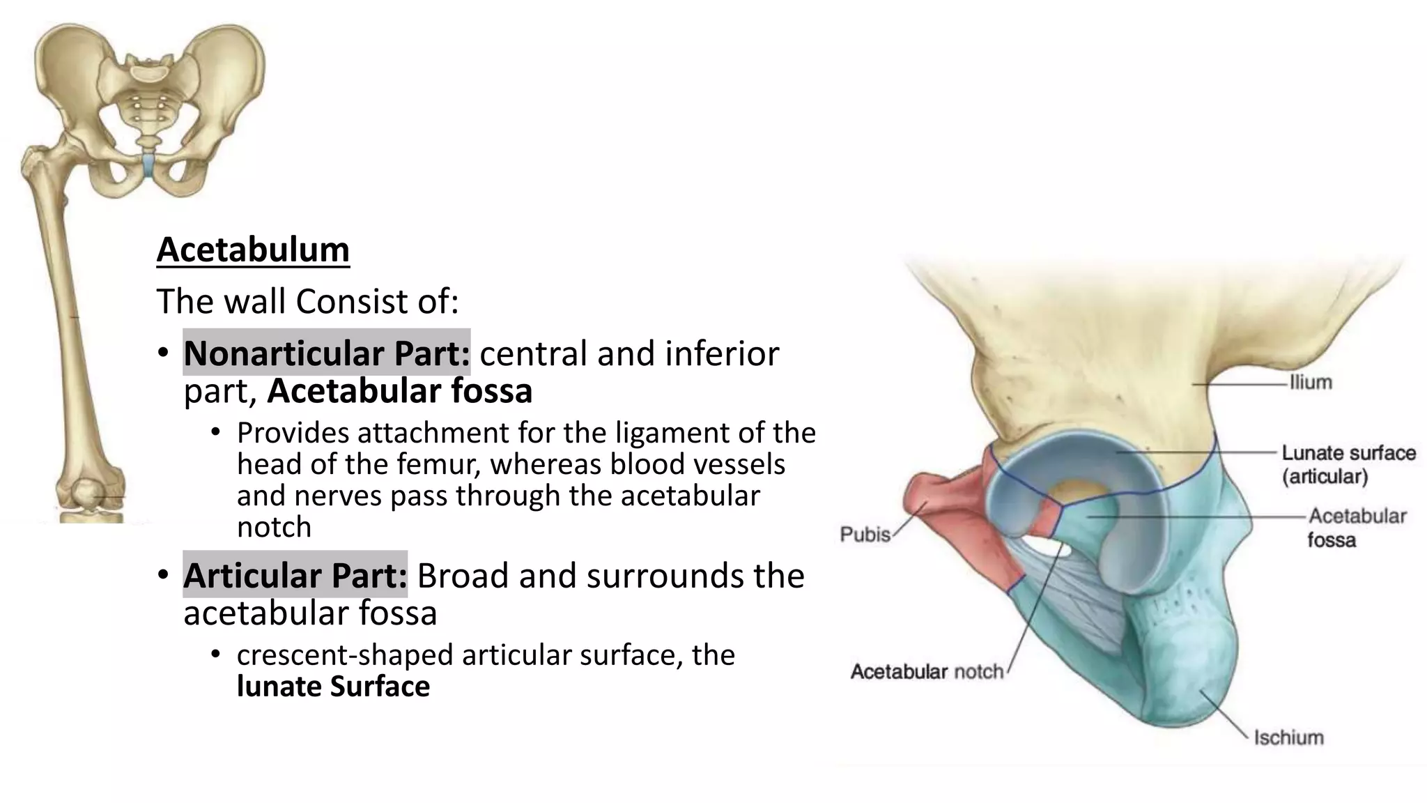 Anatomy of the Hip Joint.pptx