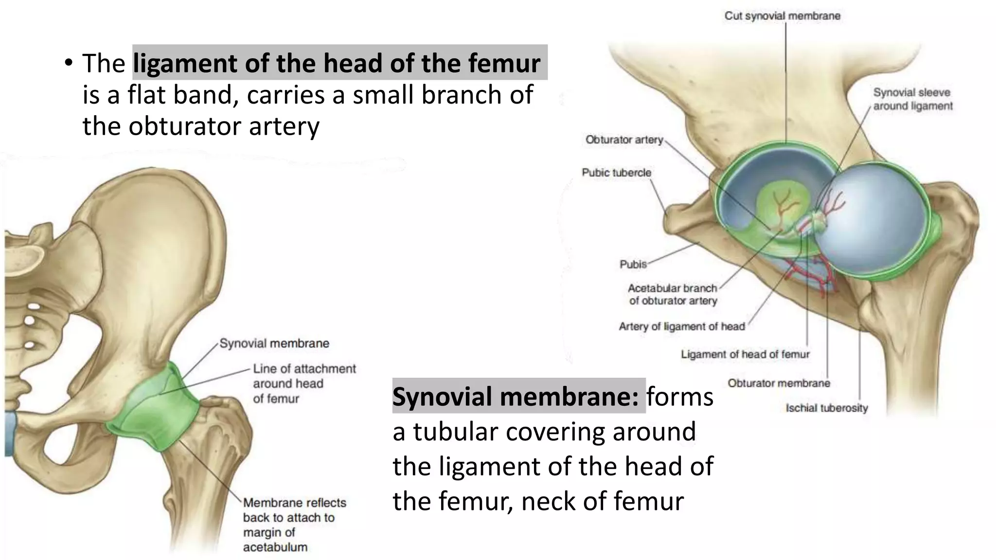 Anatomy of the Hip Joint.pptx