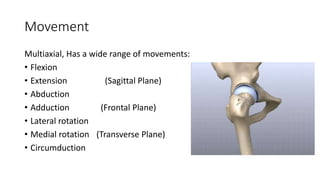 Anatomy of the Hip Joint.pptx
