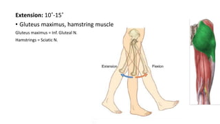 Anatomy of the Hip Joint.pptx