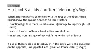 Anatomy of the Hip Joint.pptx