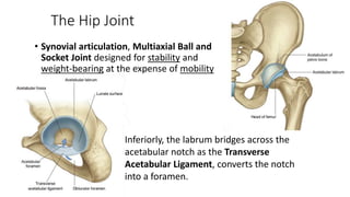 Anatomy of the Hip Joint.pptx