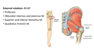 Anatomy of the Hip Joint.pptx