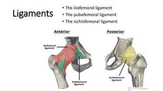 Anatomy of the Hip Joint.pptx