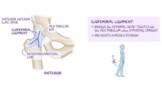 Anatomy of the Hip Joint.pptx