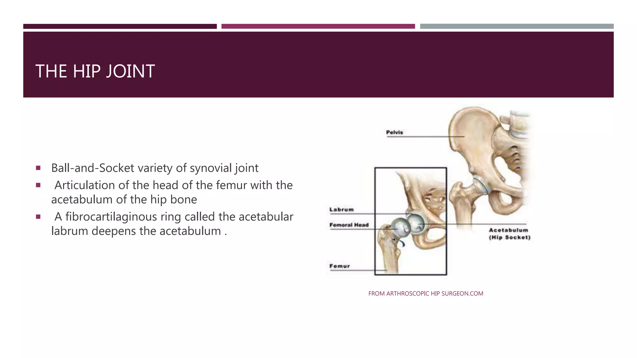 Anatomy of hip and lower limb bones | PPTX