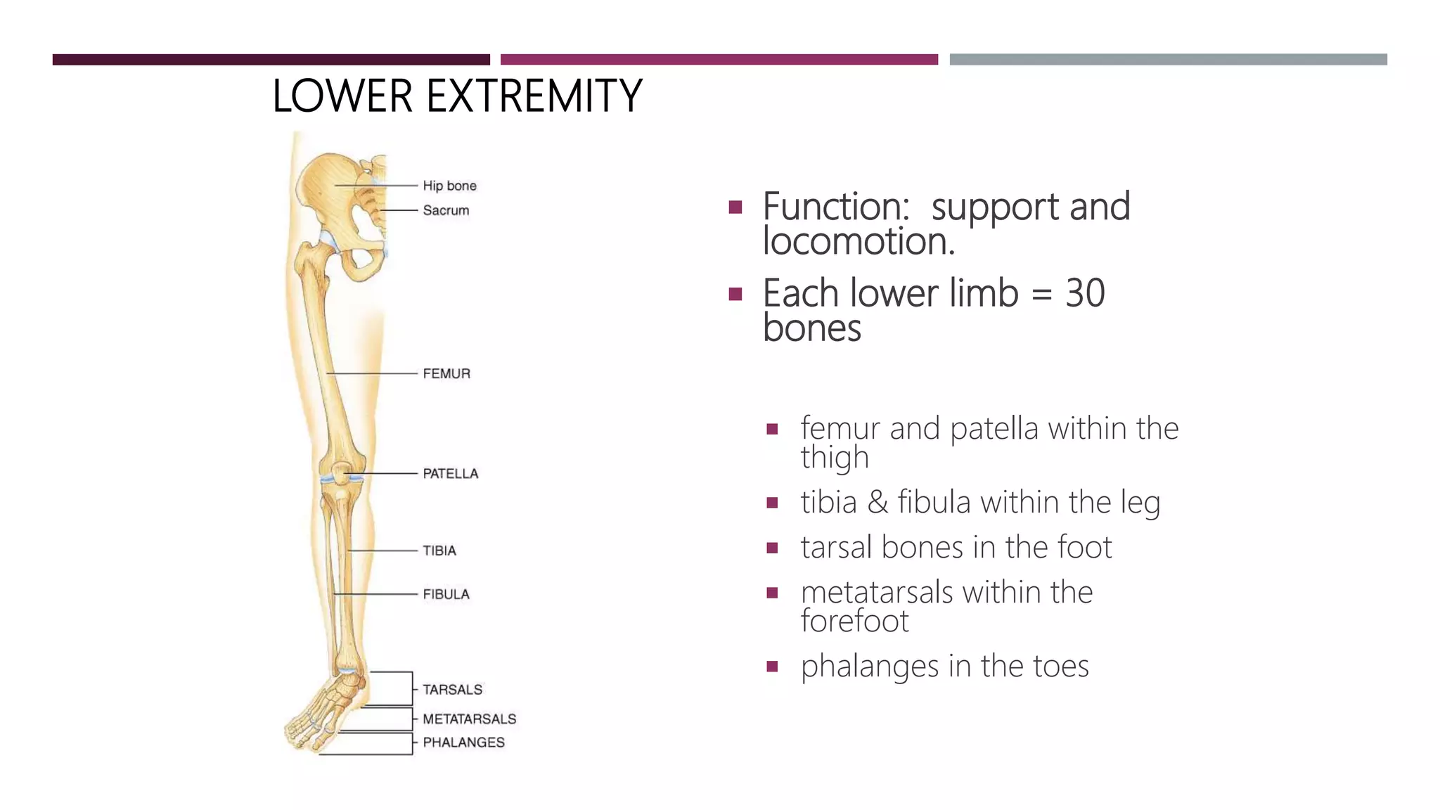 Anatomy of hip and lower limb bones | PPTX
