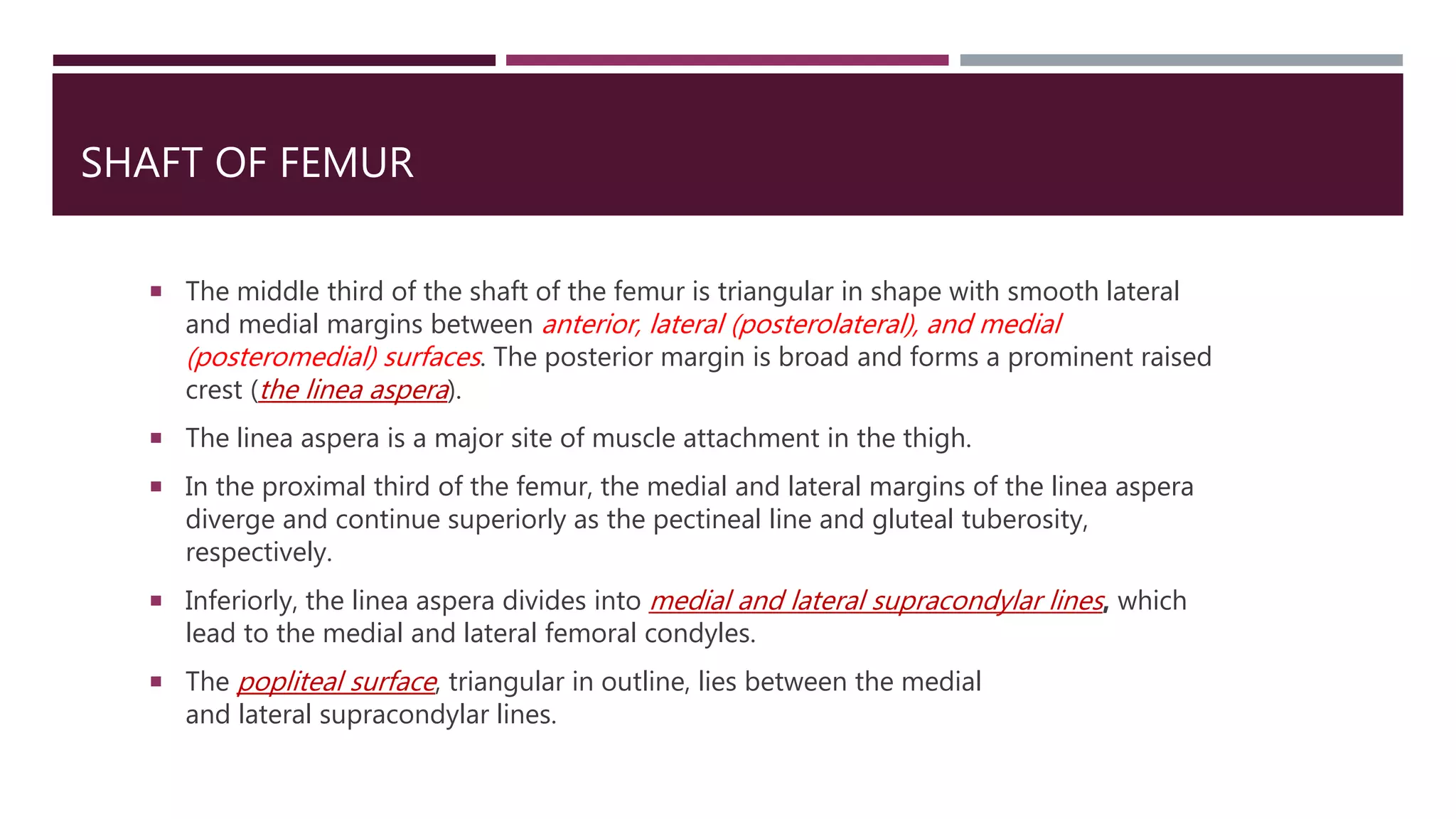Anatomy of hip and lower limb bones | PPTX