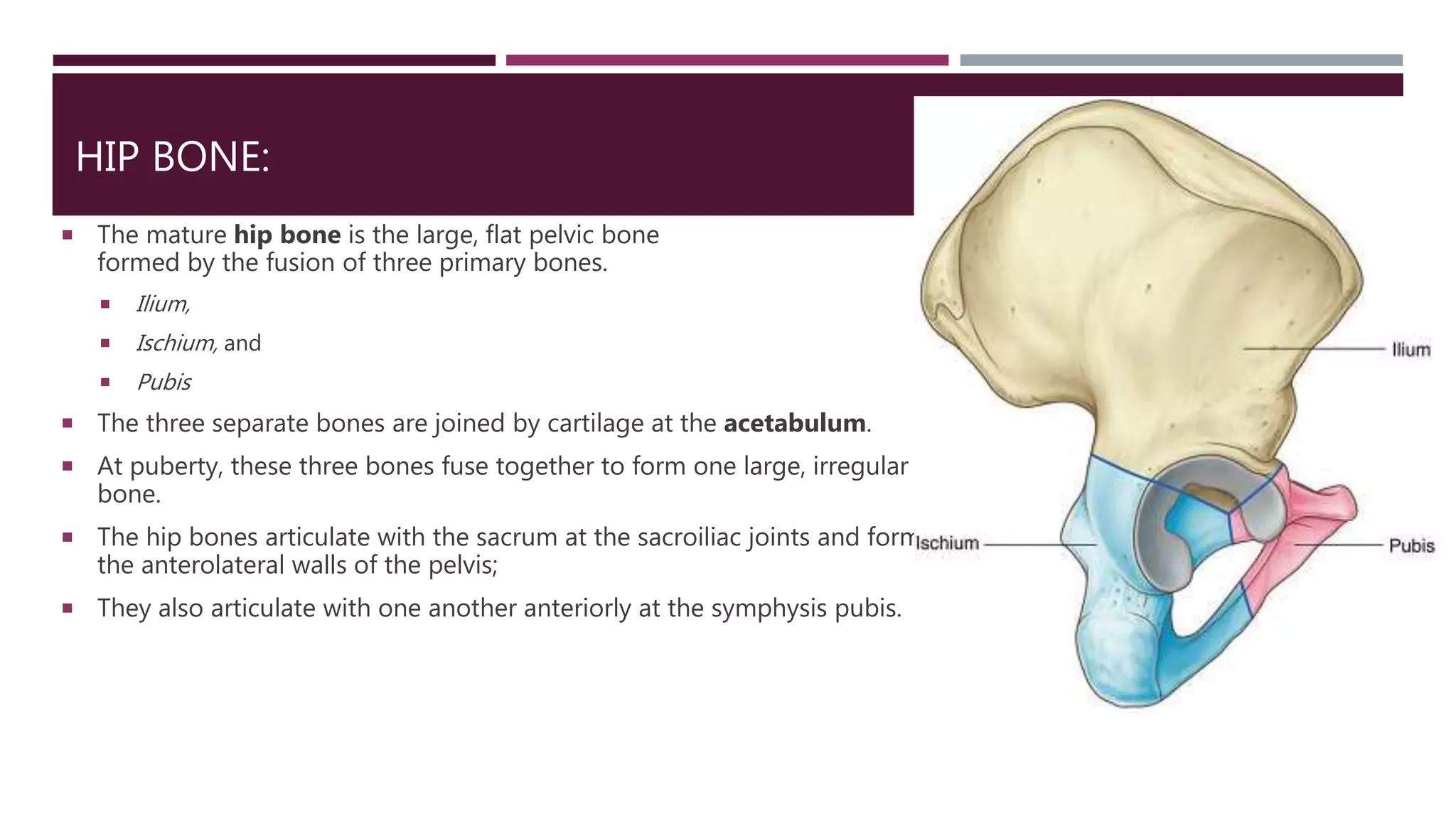 Anatomy of hip and lower limb bones | PPTX