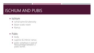 Anatomy of hip and lower limb bones | PPTX