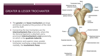 Anatomy of hip and lower limb bones | PPT