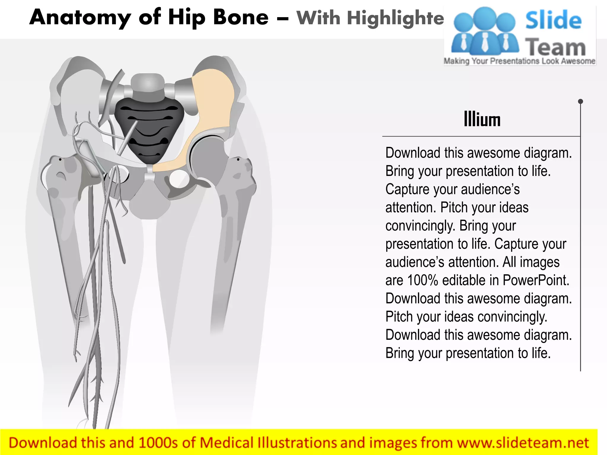 Anatomy of hip bone medical images for power point | PDF
