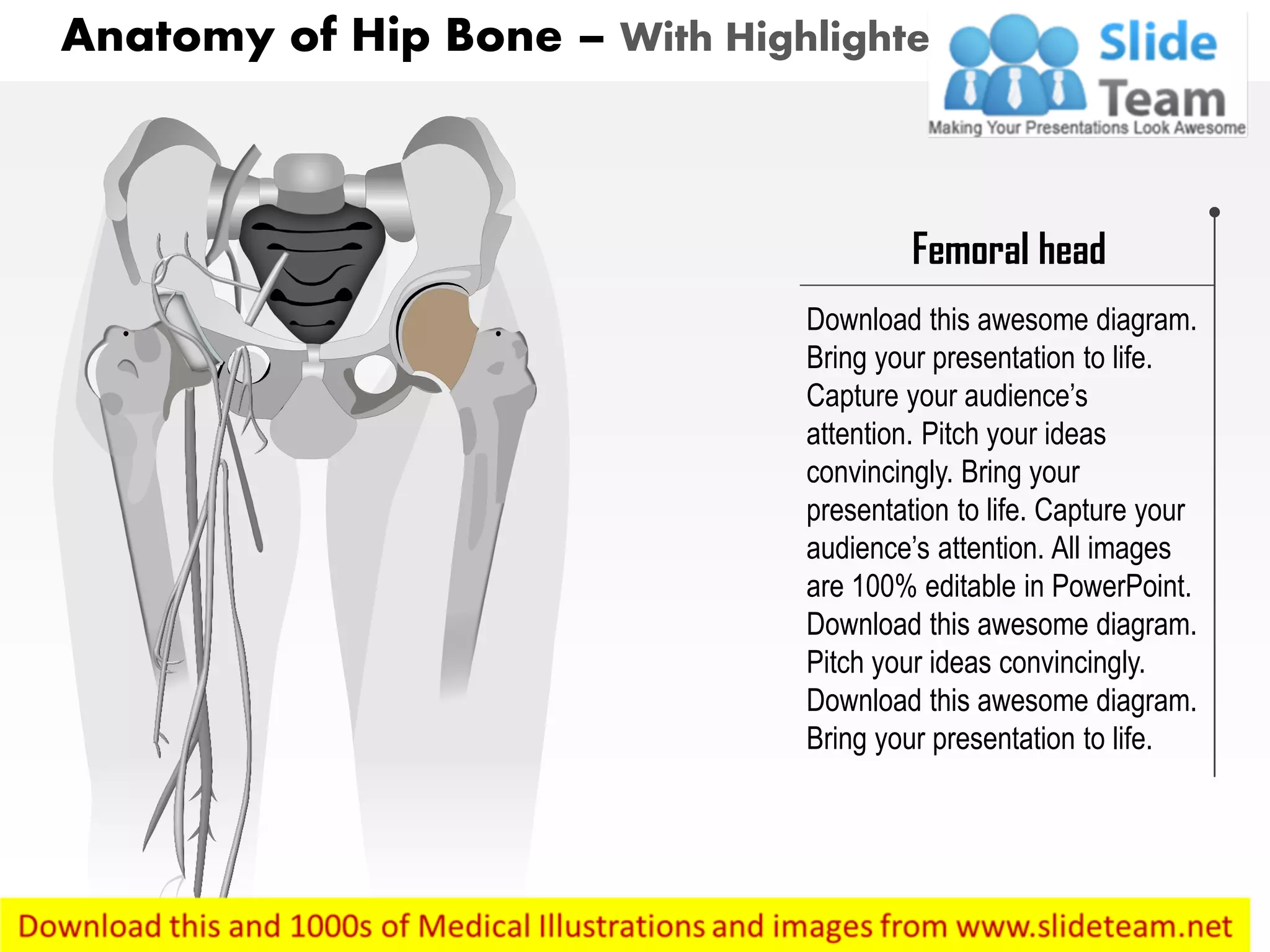 Anatomy of hip bone medical images for power point | PDF