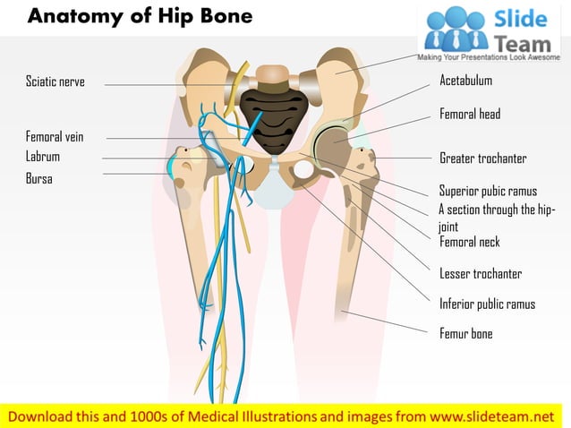 Anatomy of hip bone medical images for power point | PDF | Desktop ...