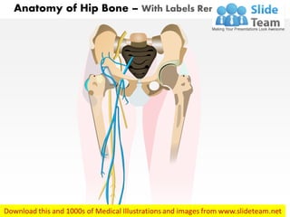 Anatomy of hip bone medical images for power point | PDF