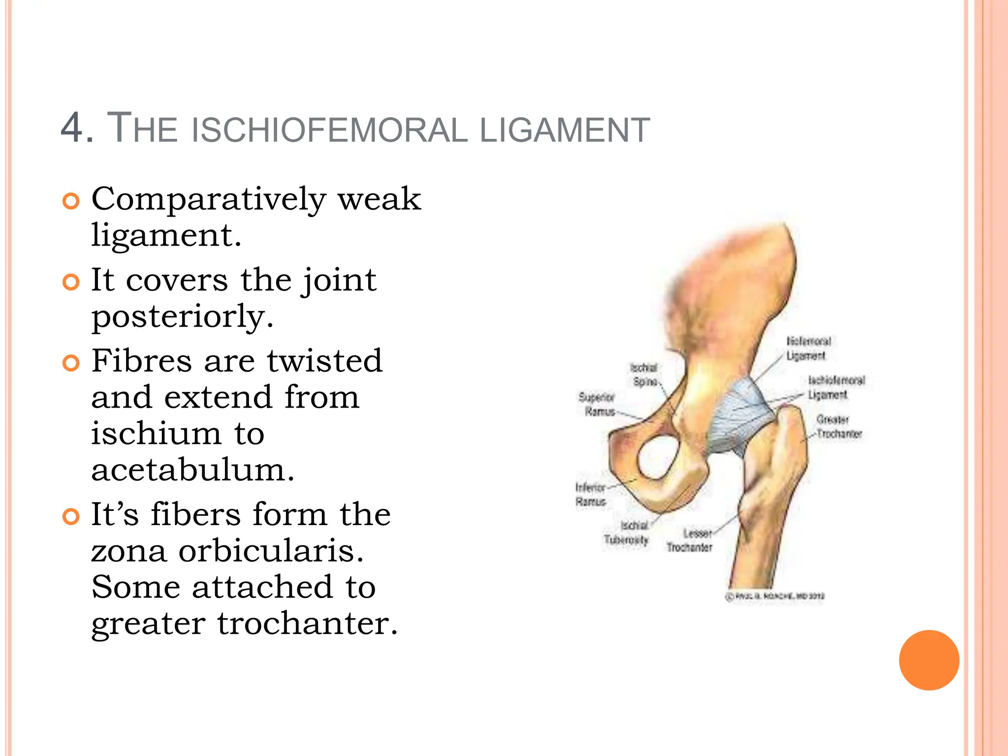 Anatomy of Hip joint.pptx