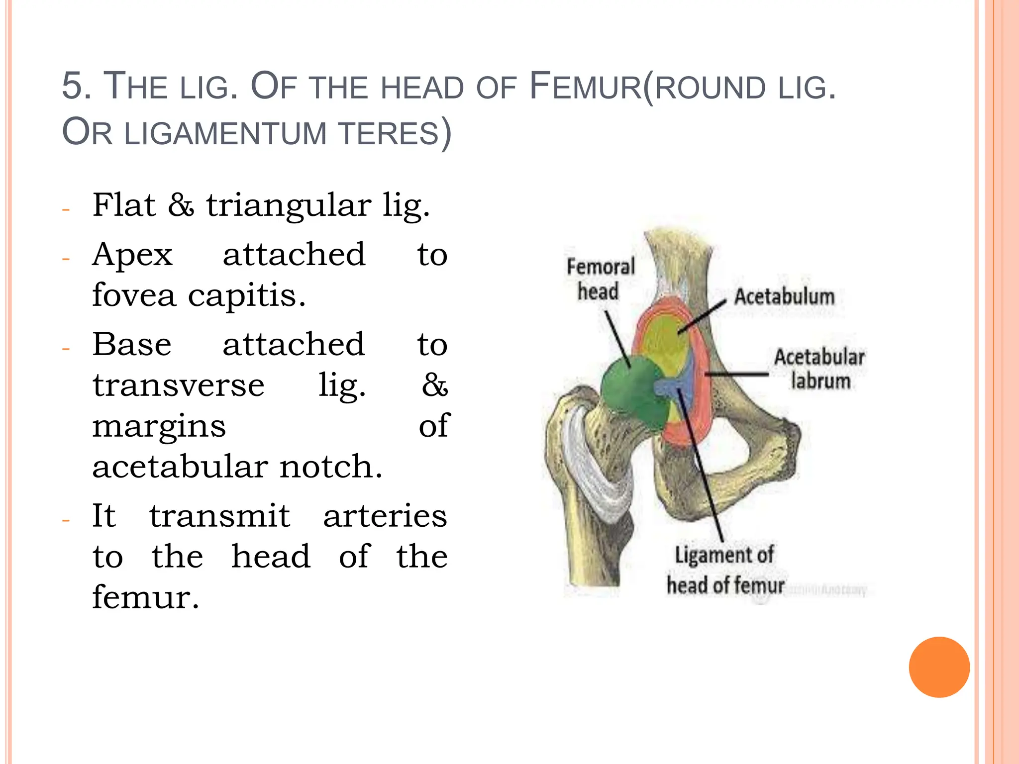 Anatomy of Hip joint.pptx