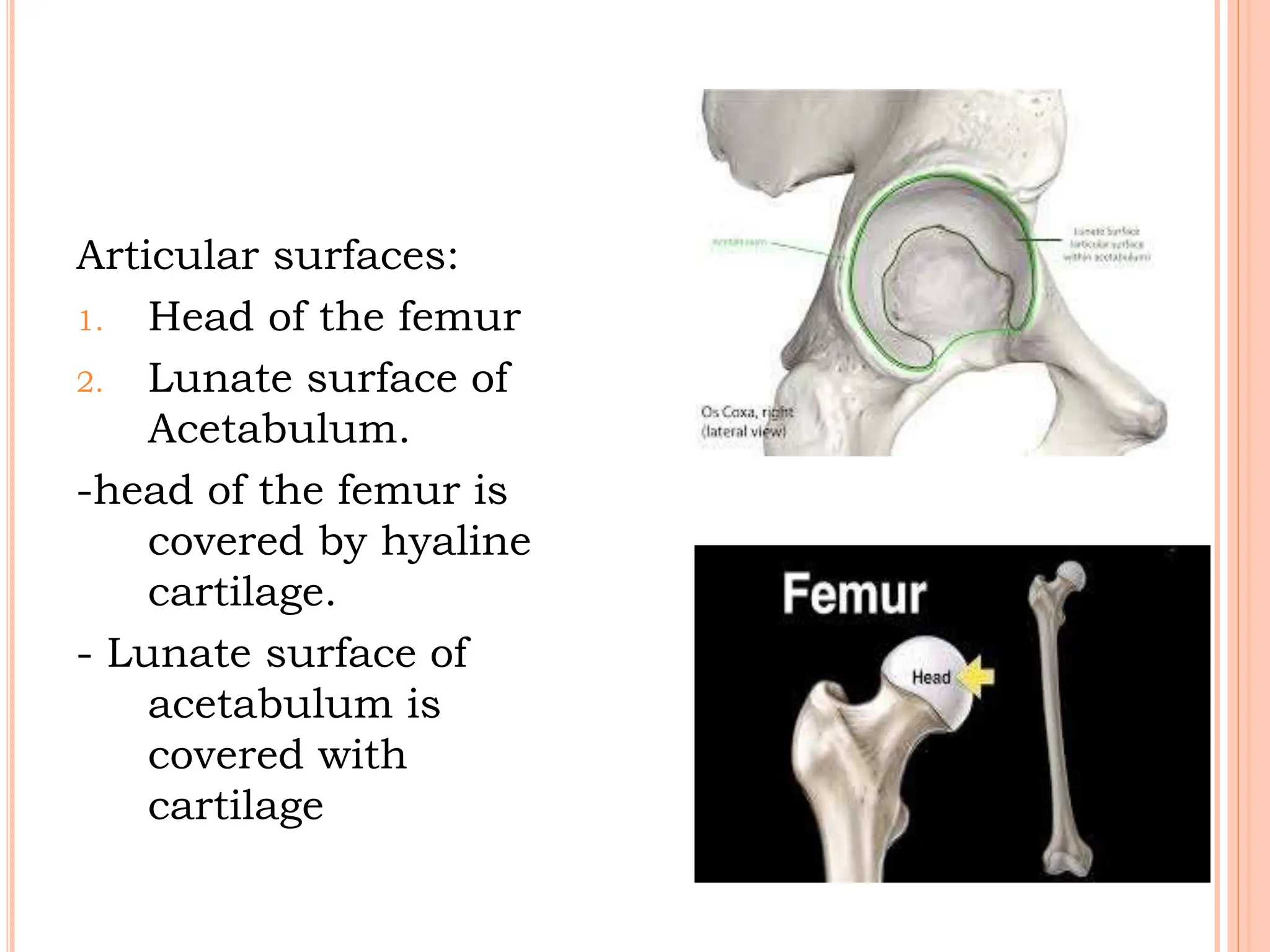Anatomy of Hip joint.pptx