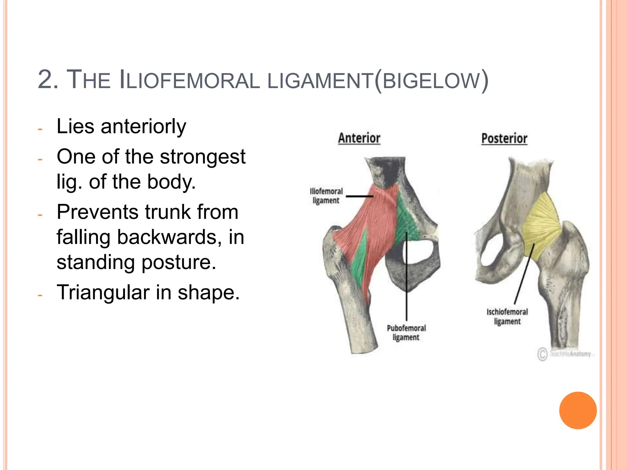 Anatomy Of Hip Joint Pptx