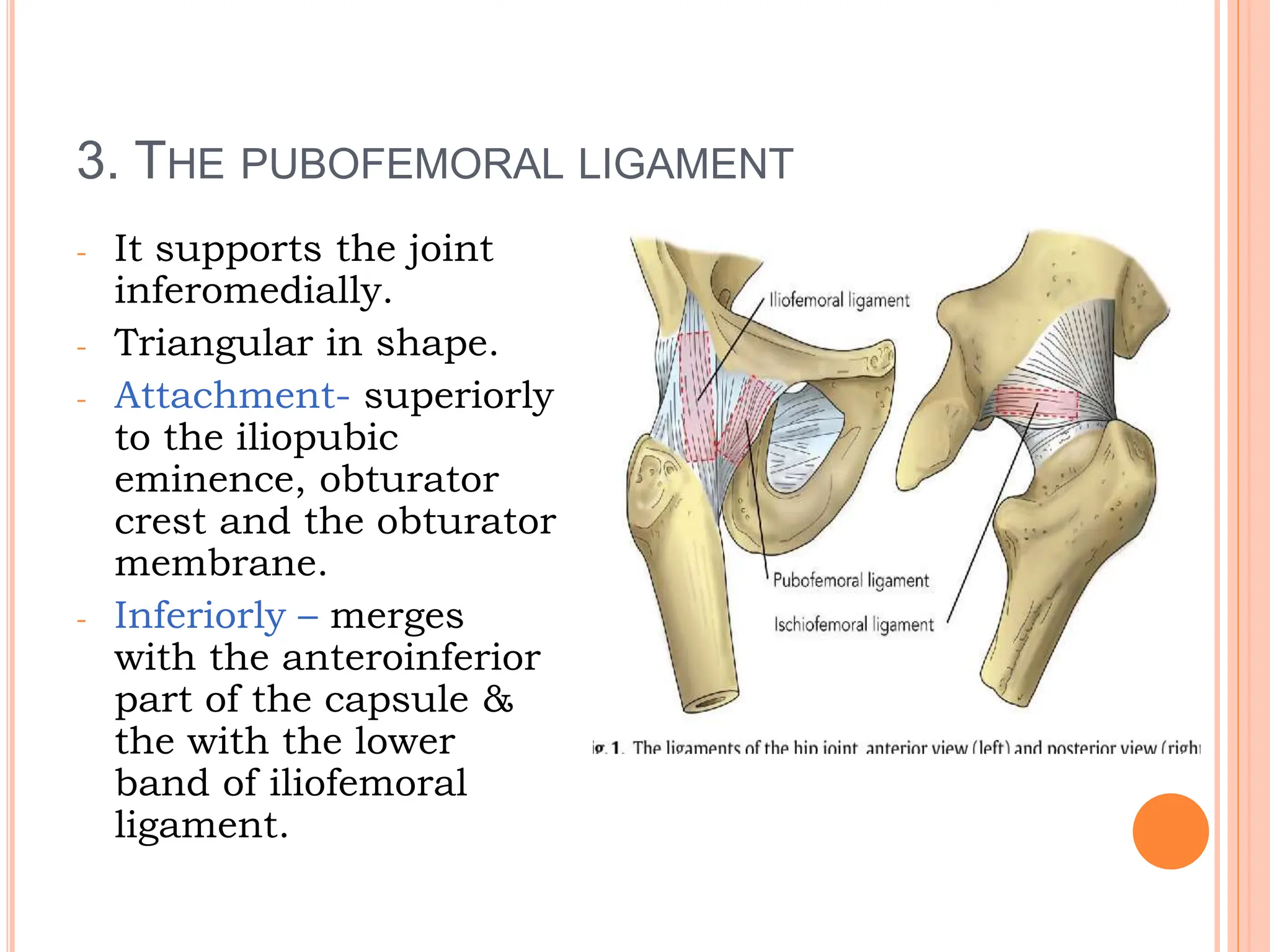 Anatomy of Hip joint.pptx
