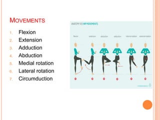 Anatomy of Hip joint.pptx