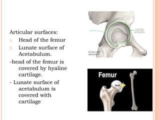Anatomy of Hip joint.pptx
