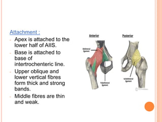 Anatomy of Hip joint.pptx