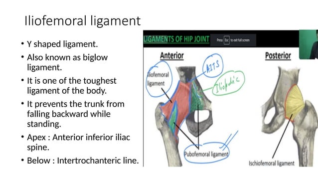ANATOMY OF HIP JOINT topic presentation | PPTX