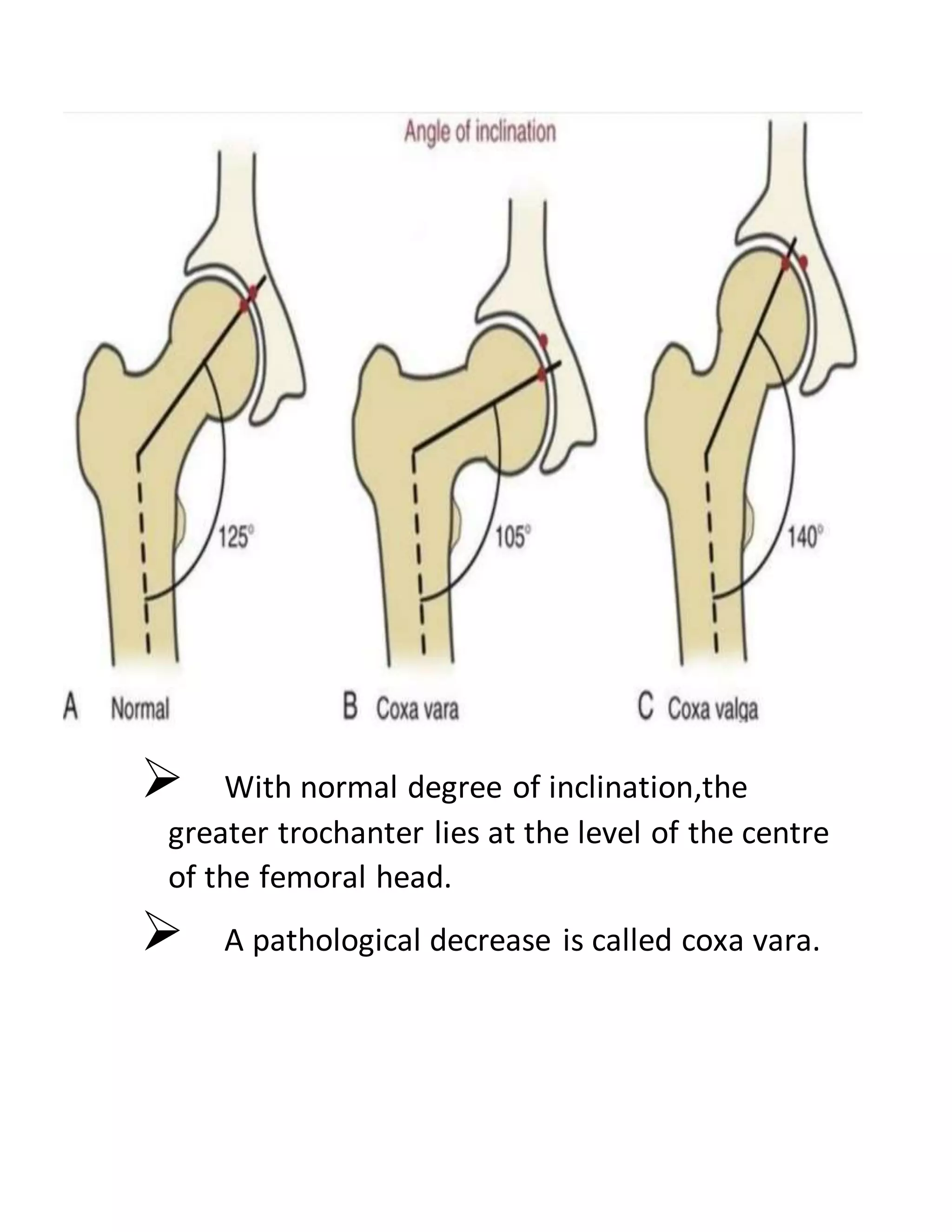 Anatomy of hip joint (1) | DOCX