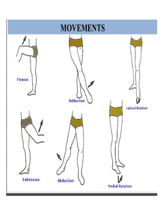 Anatomy of hip joint (1) | DOCX
