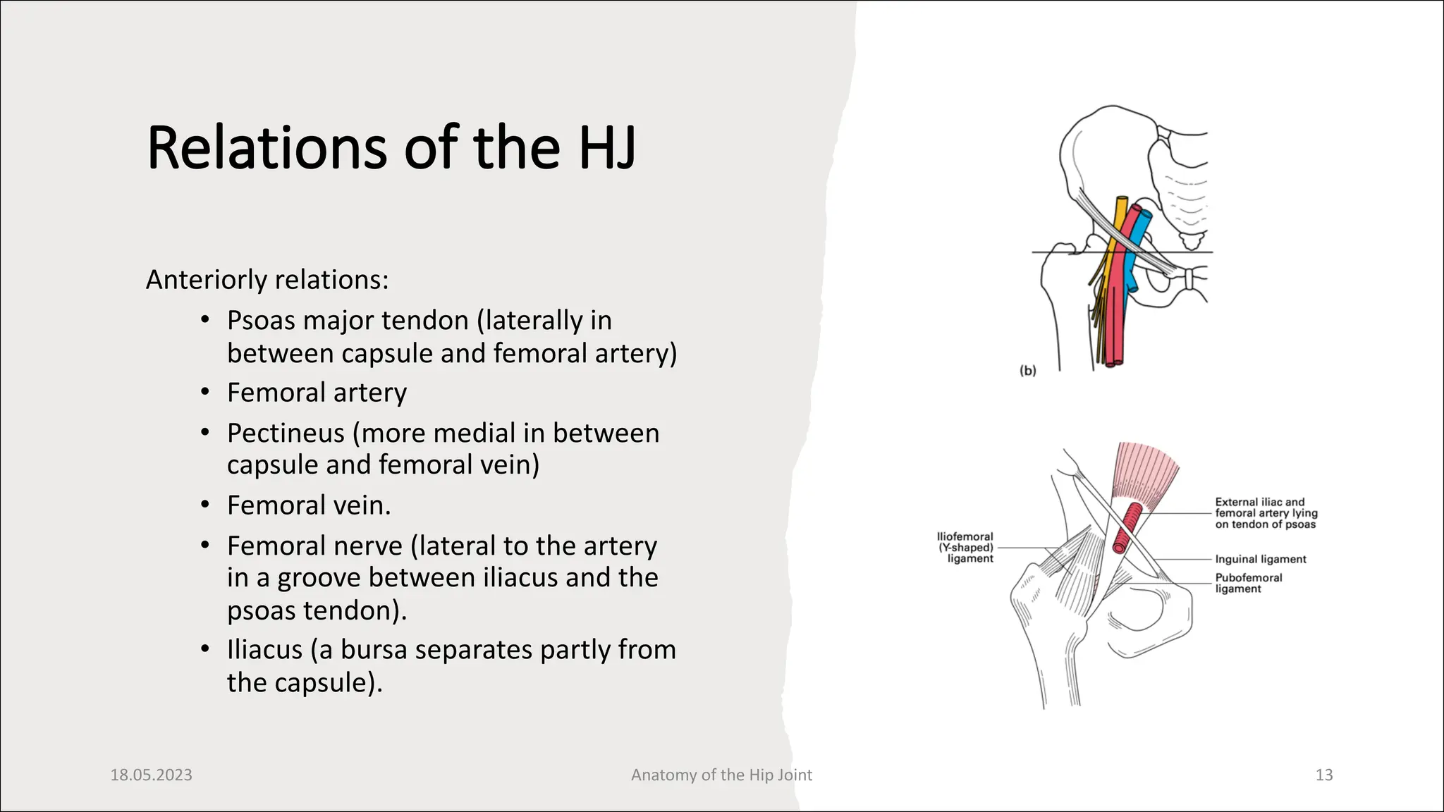 Anatomy of Hip Joint with its ligament.pdf