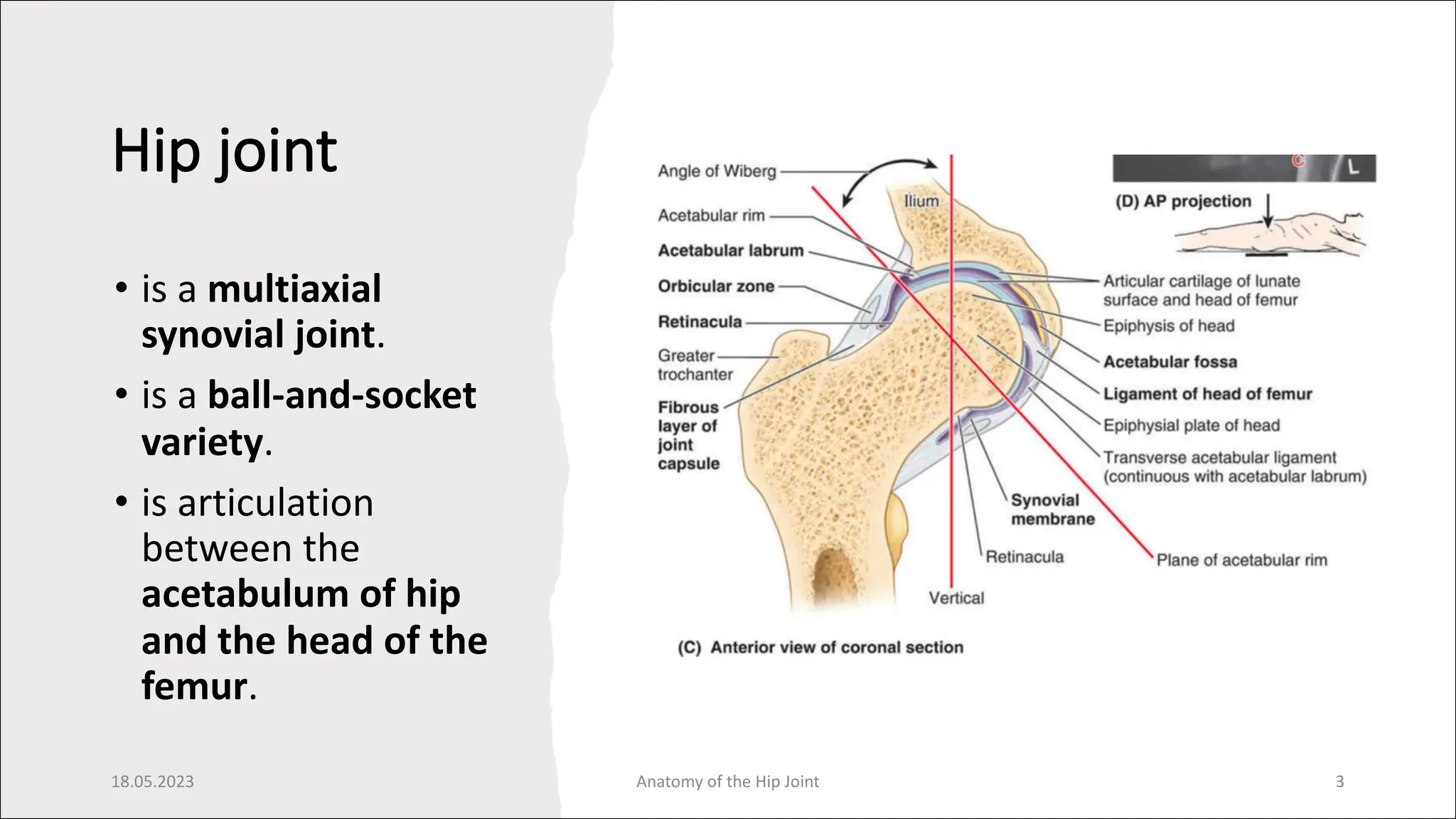 Anatomy of Hip Joint with its ligament.pdf