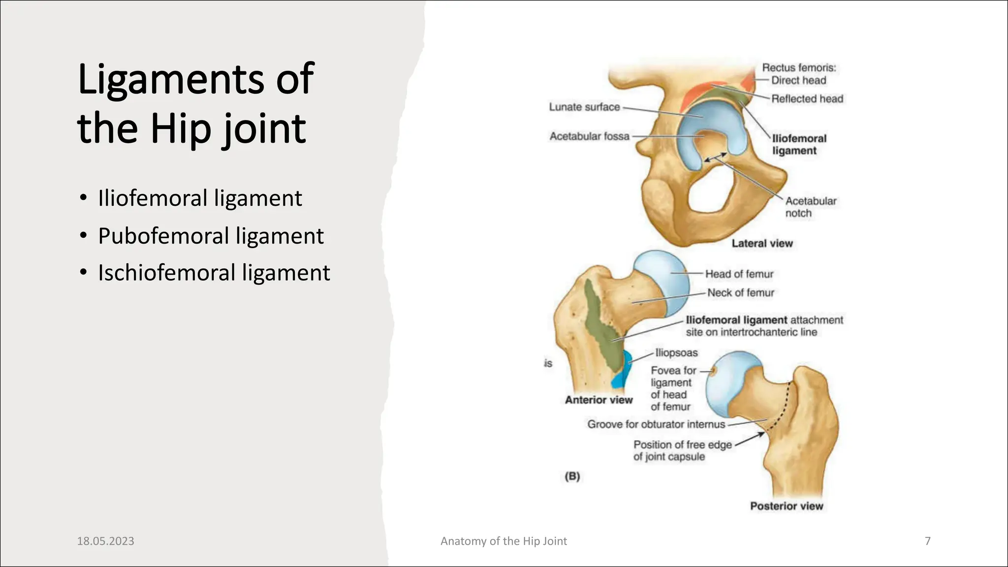 Anatomy of Hip Joint with its ligament.pdf
