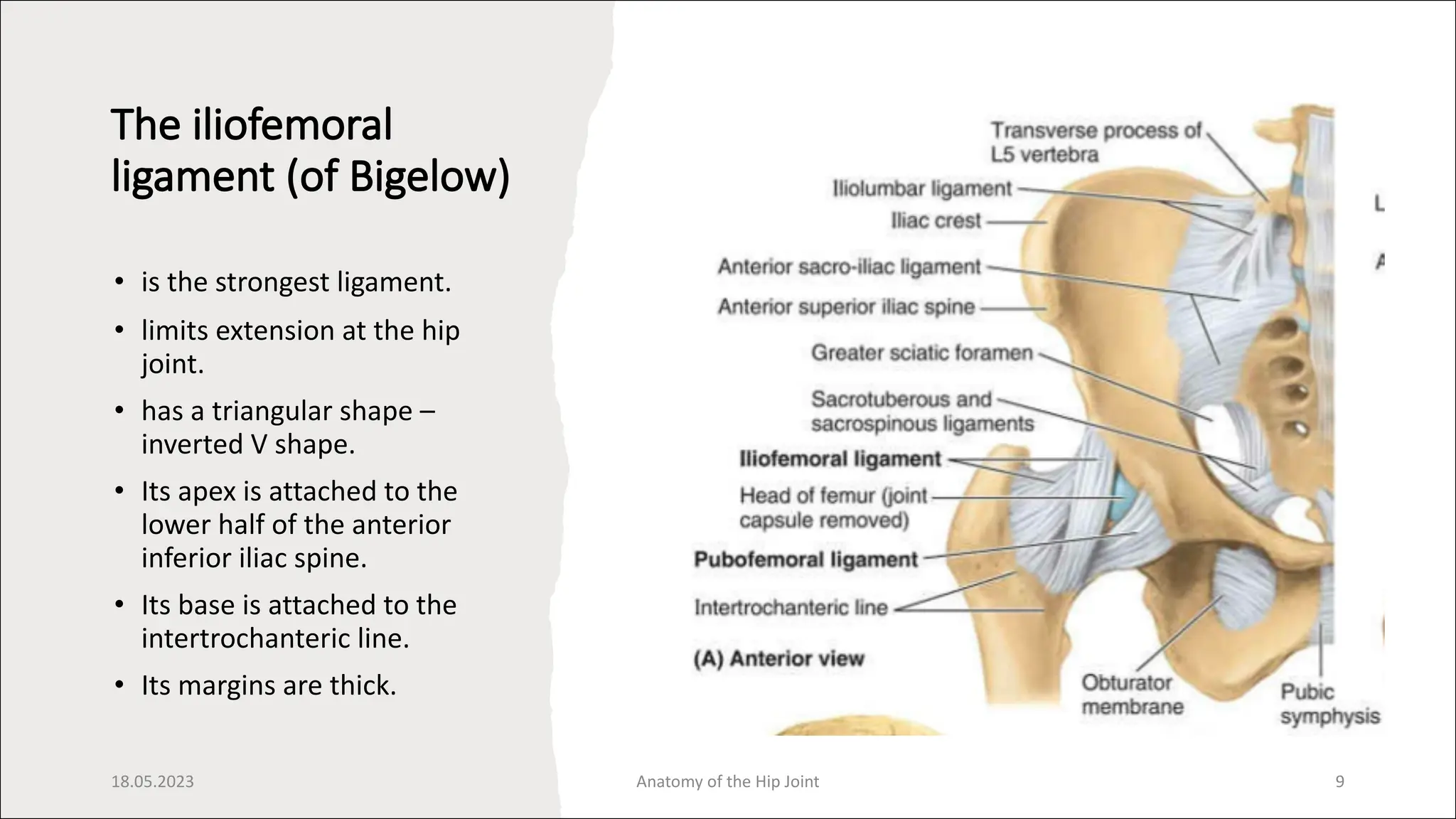 Anatomy of Hip Joint with its ligament.pdf