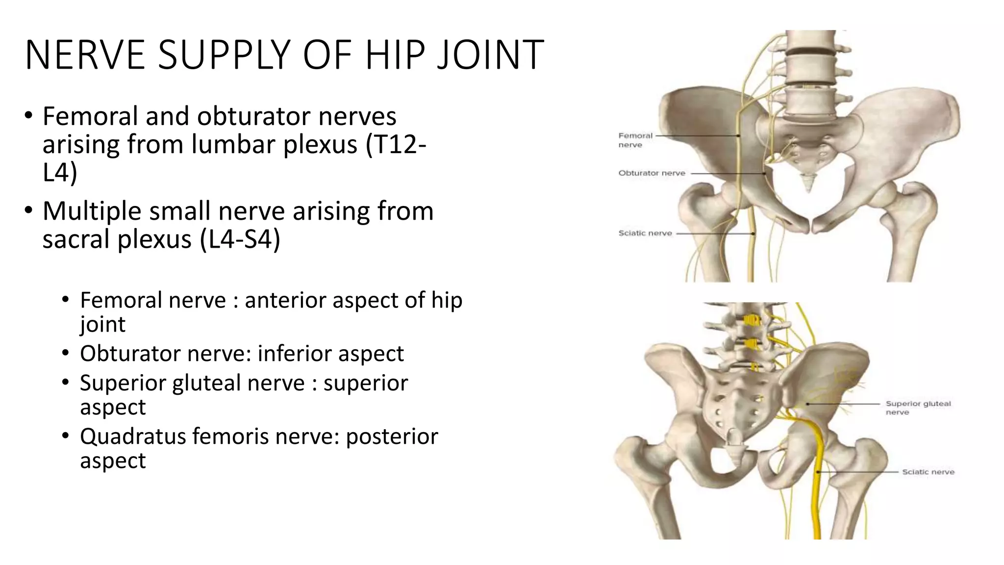 ANATOMY OF HIP JOINT , ROM & DDH.pptx