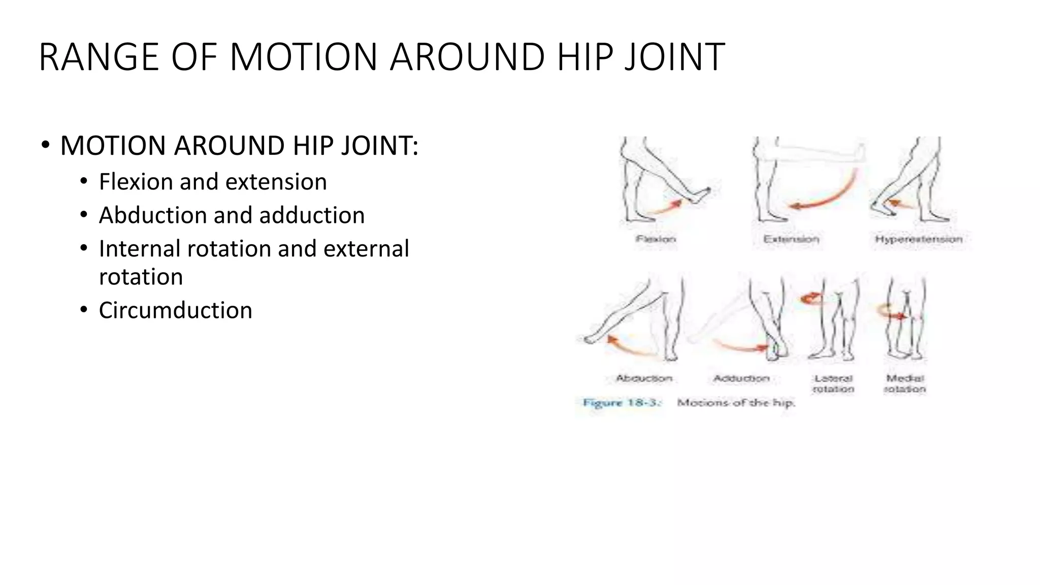 ANATOMY OF HIP JOINT , ROM & DDH.pptx