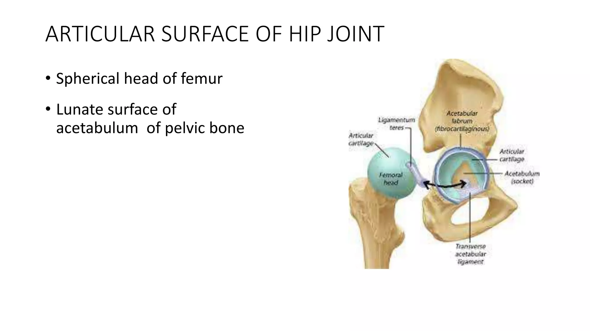 ANATOMY OF HIP JOINT , ROM & DDH.pptx