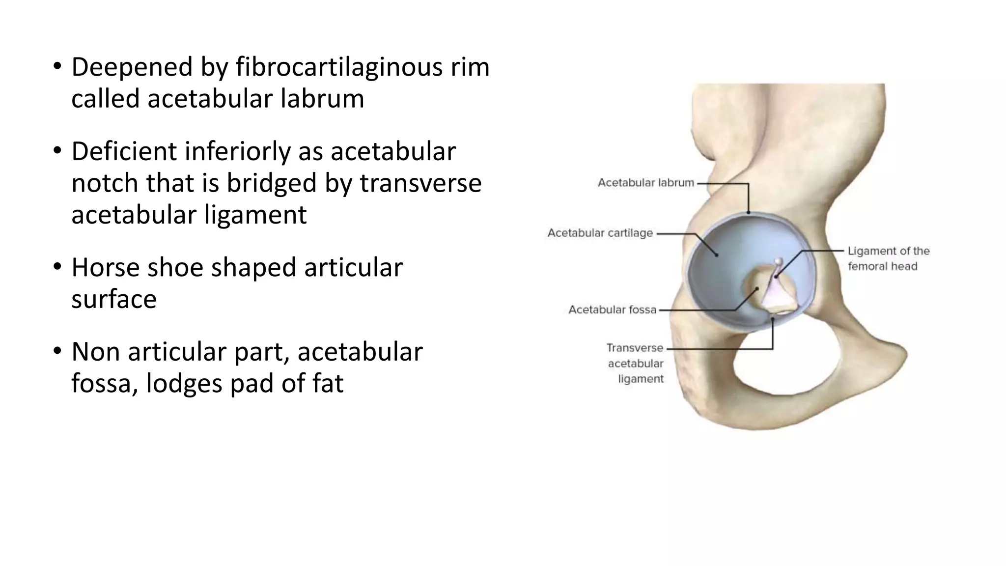ANATOMY OF HIP JOINT , ROM & DDH.pptx