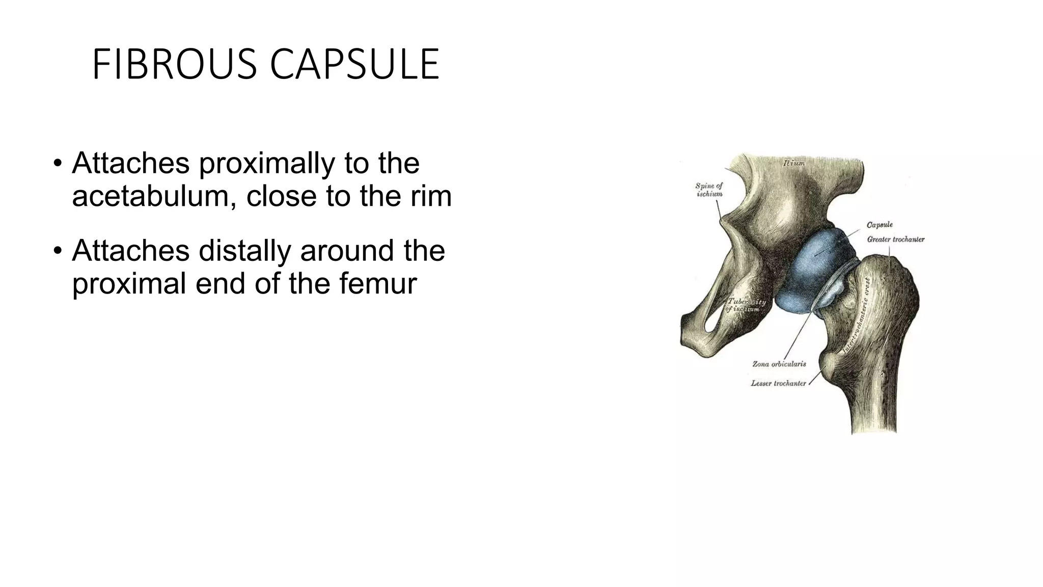 ANATOMY OF HIP JOINT , ROM & DDH.pptx