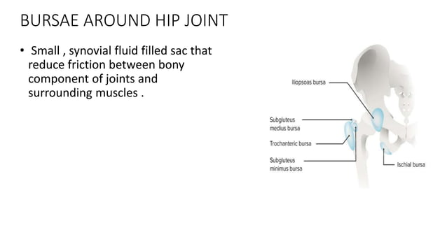 ANATOMY OF HIP JOINT , ROM & DDH.pptx