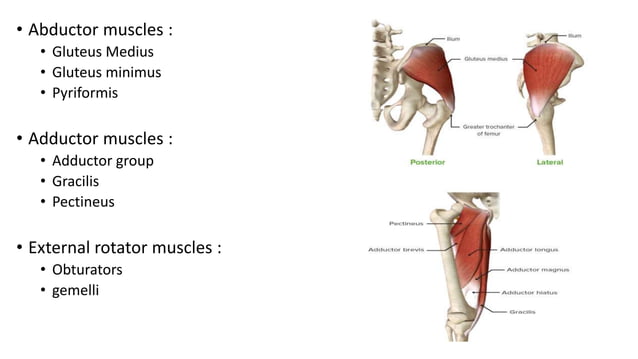 ANATOMY OF HIP JOINT , ROM & DDH.pptx