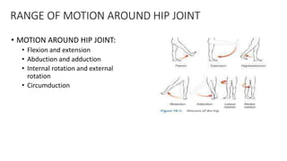 ANATOMY OF HIP JOINT , ROM & DDH.pptx