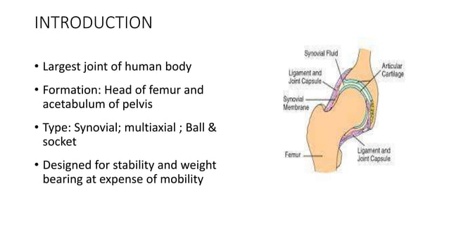 ANATOMY OF HIP JOINT , ROM & DDH.pptx