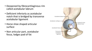 ANATOMY OF HIP JOINT , ROM & DDH.pptx