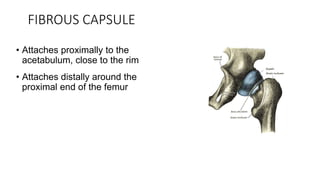 ANATOMY OF HIP JOINT , ROM & DDH.pptx