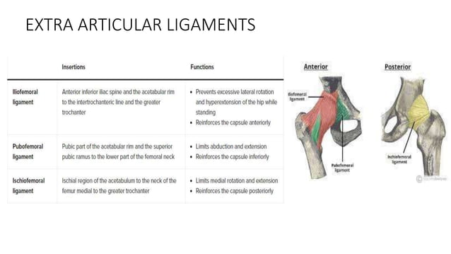 ANATOMY OF HIP JOINT , ROM & DDH.pptx